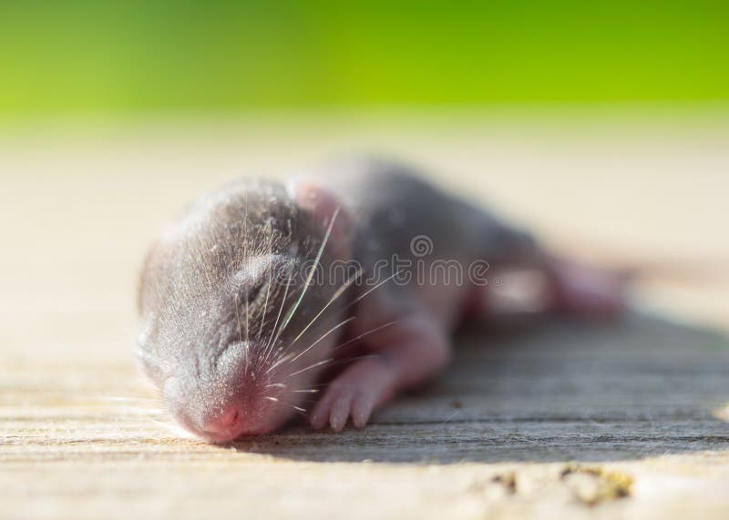 El Ratón Del Bebé O Las Pequeñas Ratas Recién Nacidas Duerme En ...