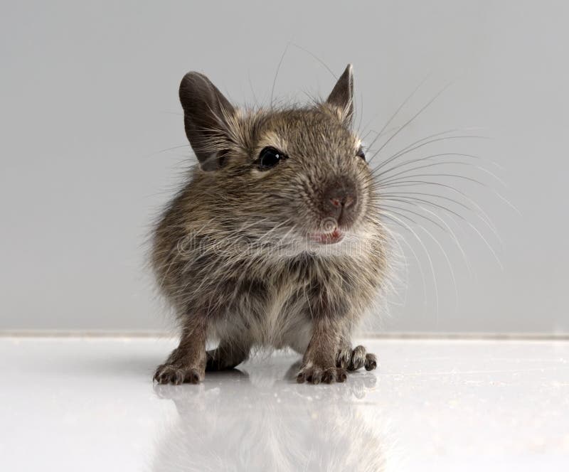 El Ratón Del Bebé O Las Pequeñas Ratas Recién Nacidas Duerme En ...