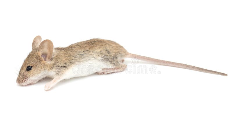 Ratón en un fondo blanco imagen de archivo. Imagen de olor - 101045271