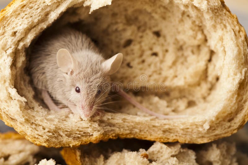 Ratón en un pan imagen de archivo. Imagen de clasificado - 10879157