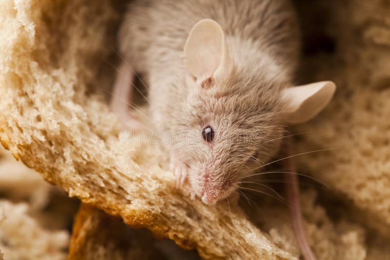 Ratón en un pan foto de archivo. Imagen de dieta, agricultura - 1968226