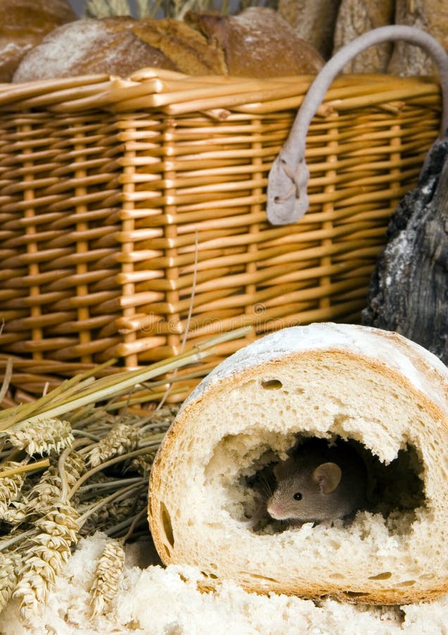 Ratón en un pan foto de archivo. Imagen de coma, alimento - 1955828