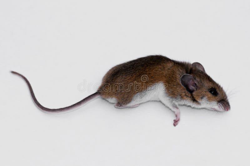 Ratón muerto foto de archivo. Imagen de roedor, animal - 16227404