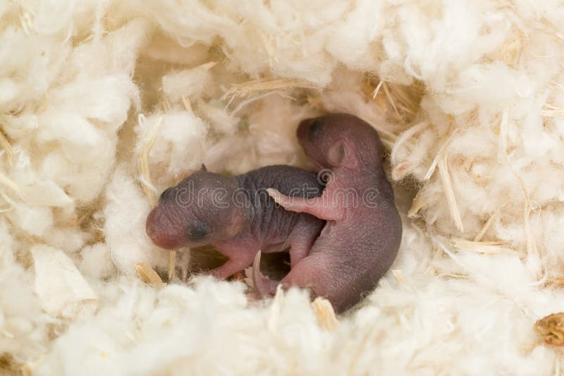 Bebés del ratón foto de archivo. Imagen de bebé, persiana - 22182394