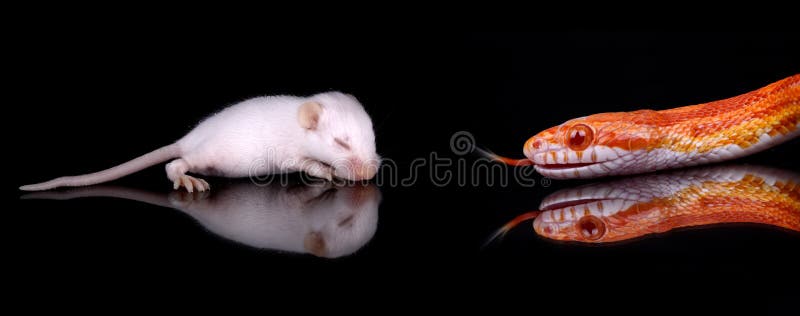 Serpiente Atacando a Un Ratón Imagen de archivo - Imagen de fauna ...