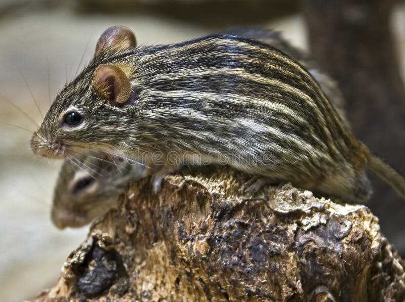 Ratón Rayado 2 De La Hierba Foto de archivo - Imagen de mordedura ...