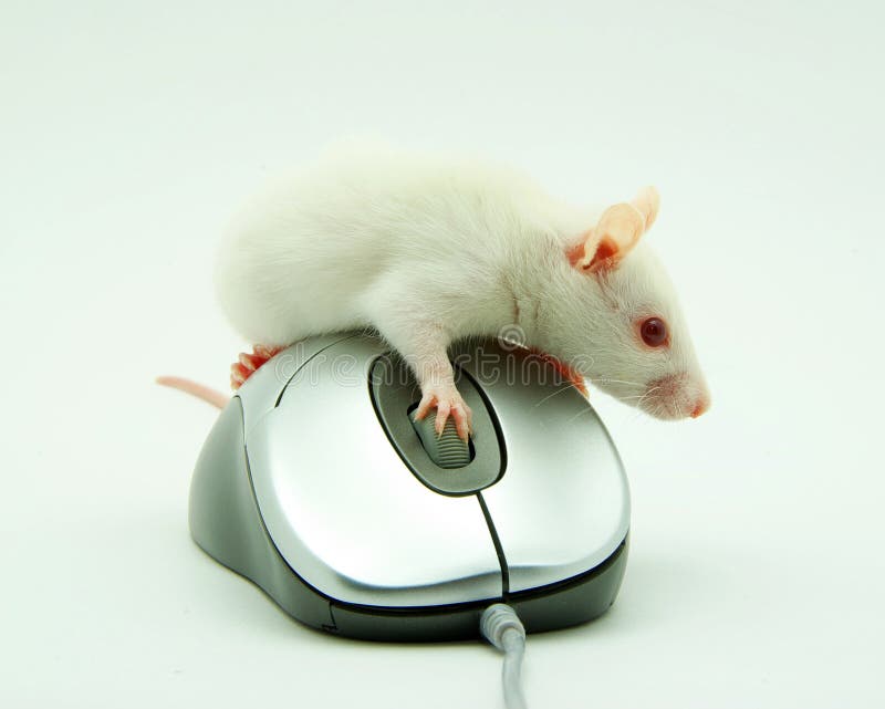 Rat stock image. Image of scroll, technology, pets, domestic - 11133025