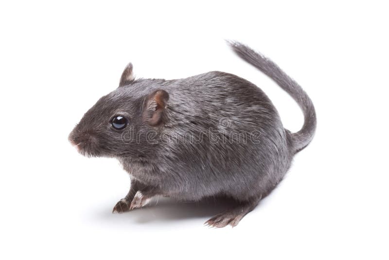 Rat washing stock image. Image of whisker, domestic, mammal - 4864485