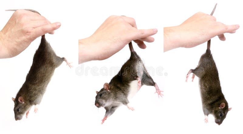 Rat on a finger stock image. Image of isolated, animals - 11673613