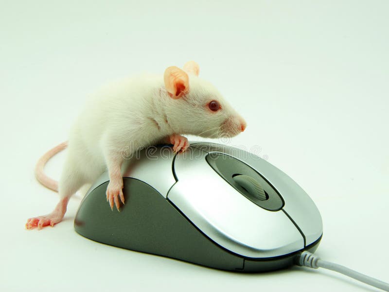 Rat on computer mouse stock image. Image of black, funny - 11176501