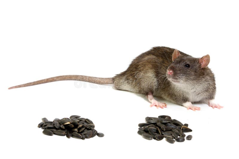Grey rat isolated stock photo. Image of isolated, cheerful - 146389462