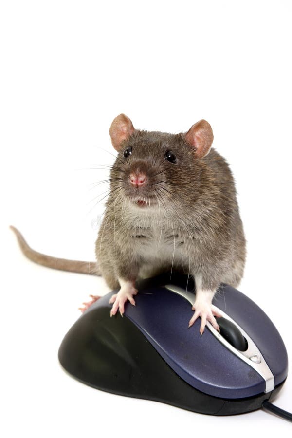 Rat with a laptop stock photo. Image of computers, cute - 34960878