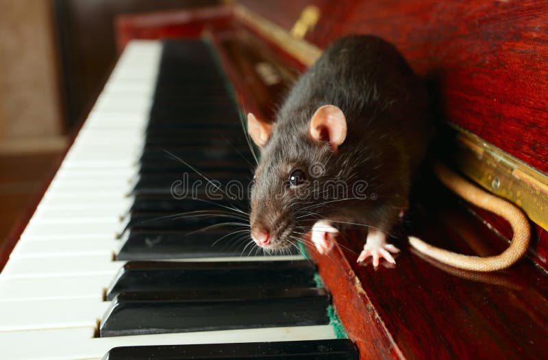 Rat stock photo. Image of mammal, keys, instrument, curiosity - 12074834