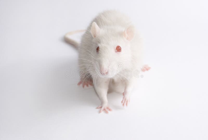 Rat stock photo. Image of white, funny, beige, animal - 13038508