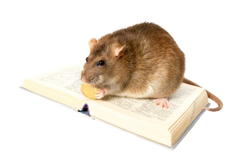 Rat with book stock photo. Image of whisker, humour, creative - 19359916