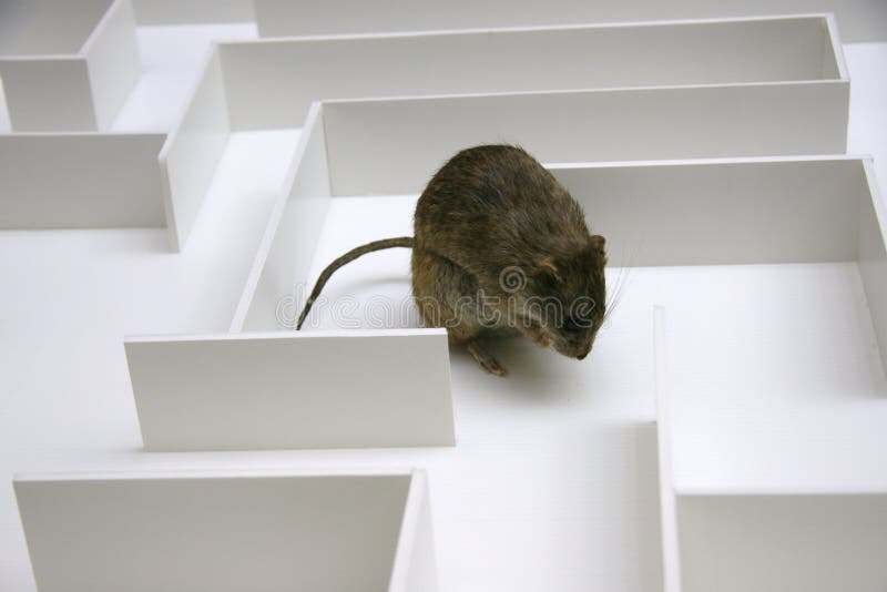 Labyrinth Mouse Stock Photos - Free & Royalty-Free Stock Photos from ...