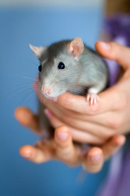 2,837 Rat Love Stock Photos - Free & Royalty-Free Stock Photos from ...