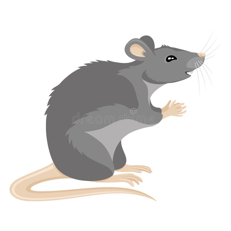 Gray Rat Stock Illustrations – 3,284 Gray Rat Stock Illustrations ...