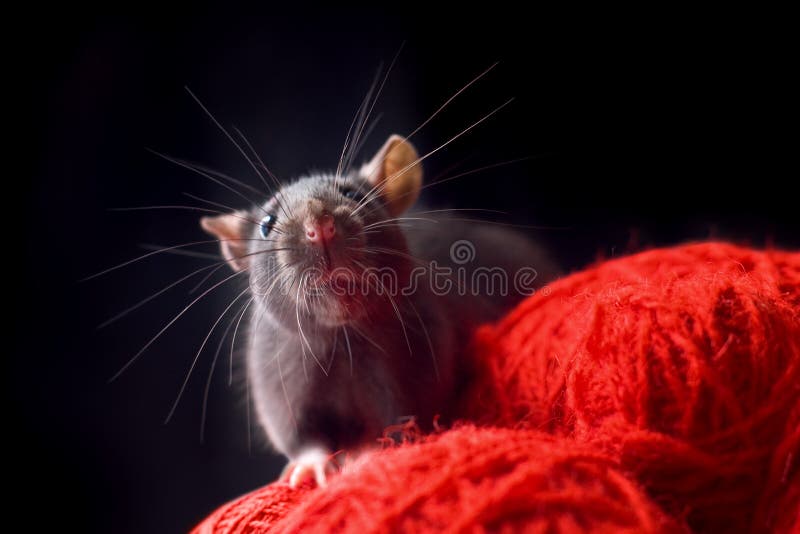Shy Fancy Rat Sitting in Rose Apple Blossom Washing Itself Stock Photo ...