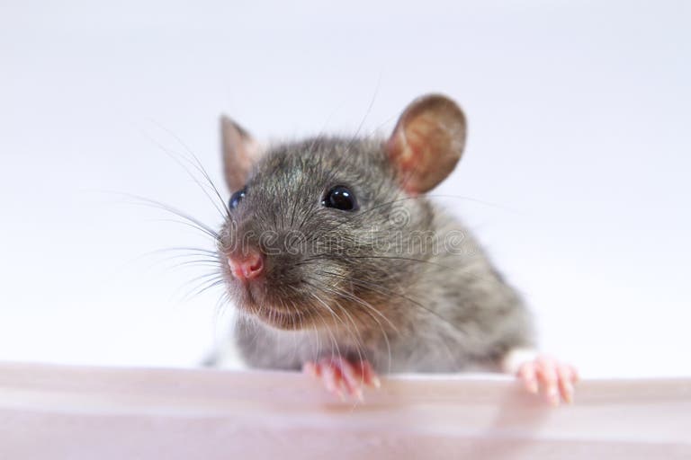 76,324 Rat Canges Stock Photos - Free & Royalty-Free Stock Photos from ...