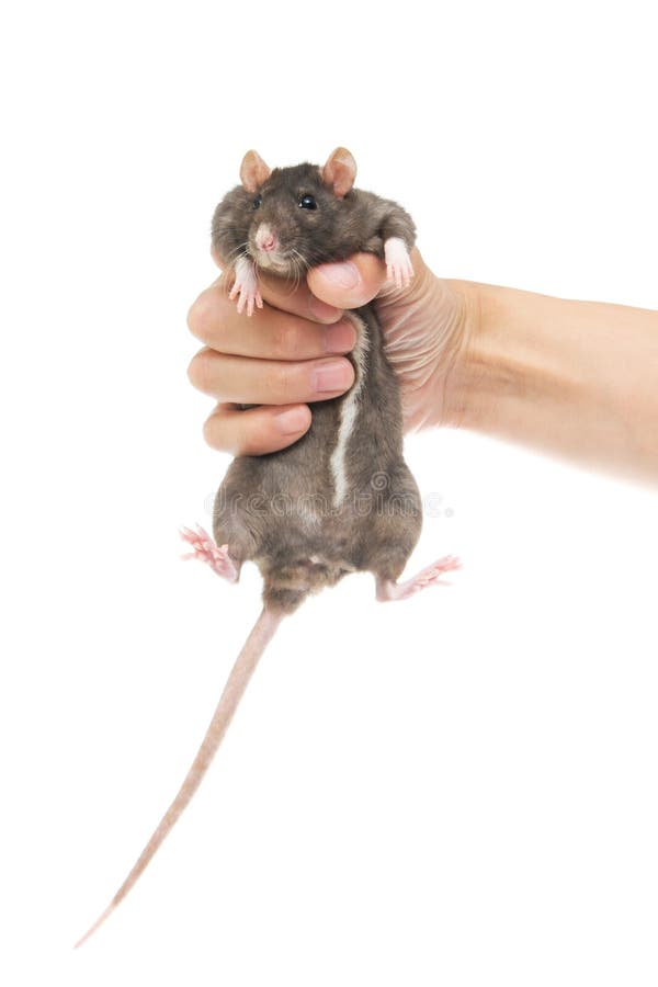 Rat on a rope stock image. Image of small, creature, nature - 22123833