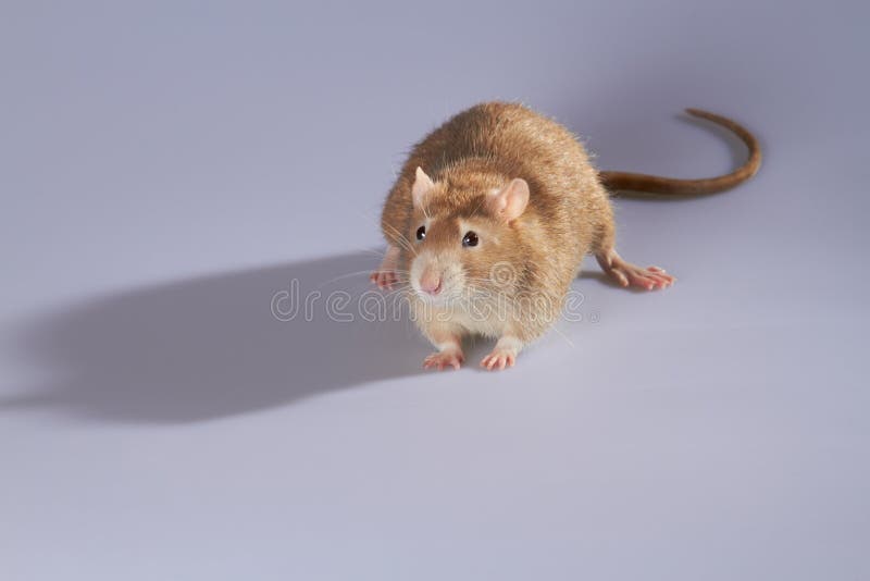 Rat stock photo. Image of portrait, shadow, mouse, rodent - 20751168