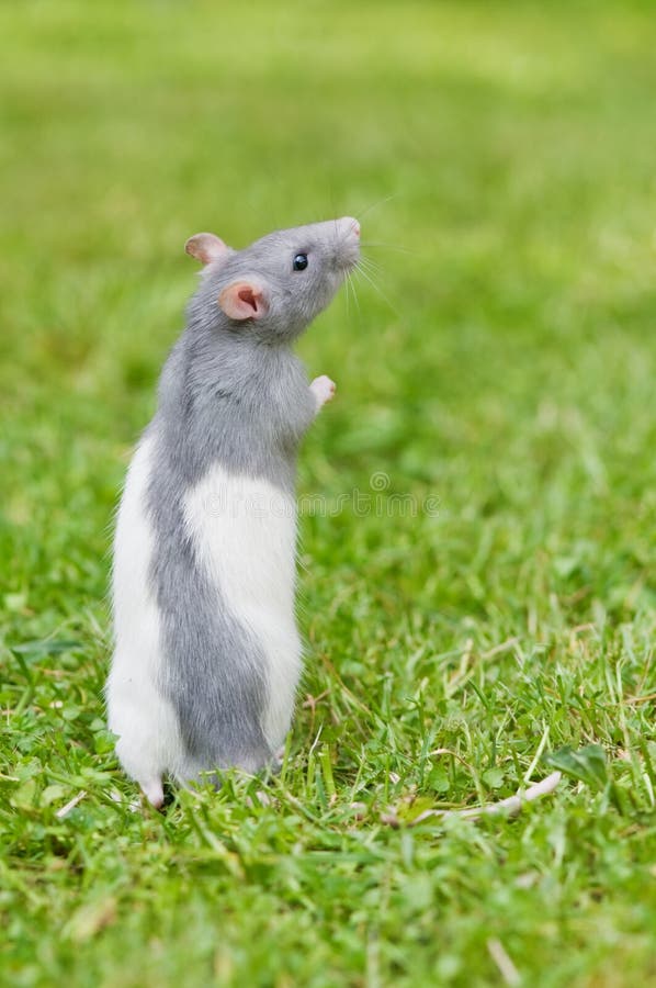 Adorable Grey Pet Rat Posing Outdoors Stock Image - Image of looking ...