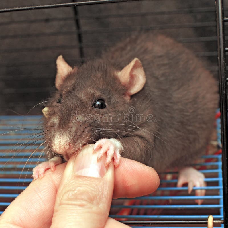 Gray Rats Large with a Cunning Look and Long Mustache Looks into the ...