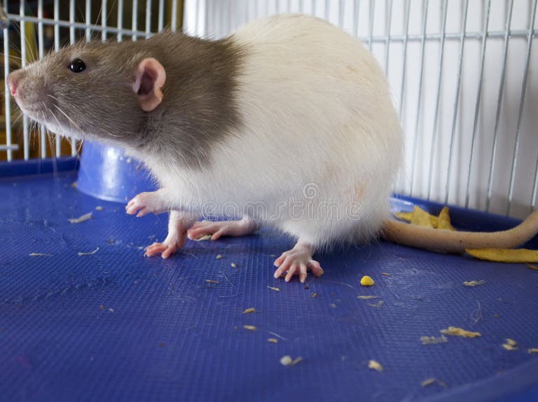 Rat Sly Look Stock Photos - Free & Royalty-Free Stock Photos from ...