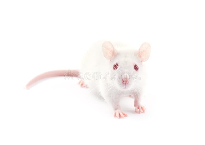 White rat stock image. Image of biology, rodent, medic - 20434561
