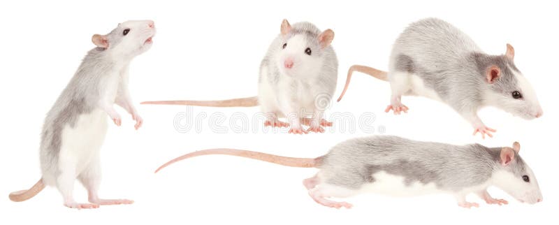 Cute domestic brown rat stock photo. Image of pest, parasitic - 17377118