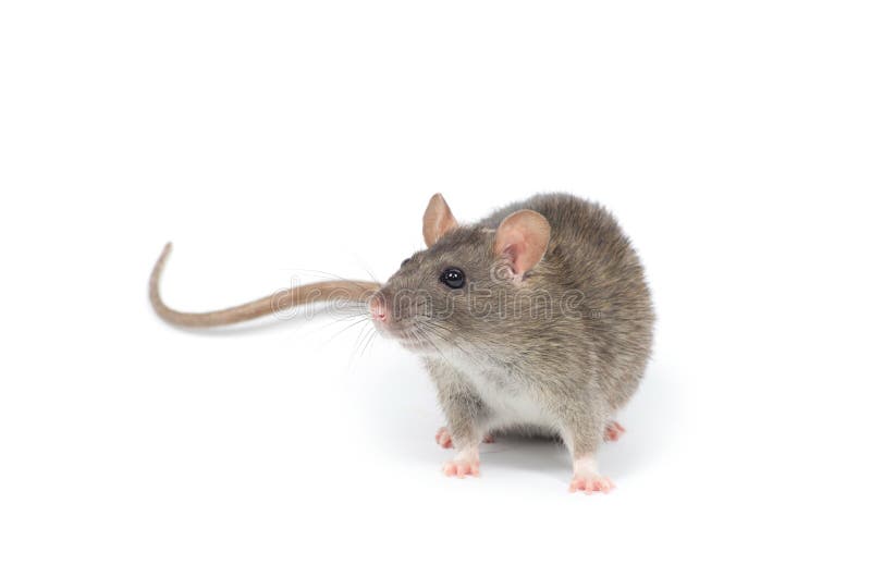 Pet Rat Grooming stock photo. Image of fluffy, clean - 11728062
