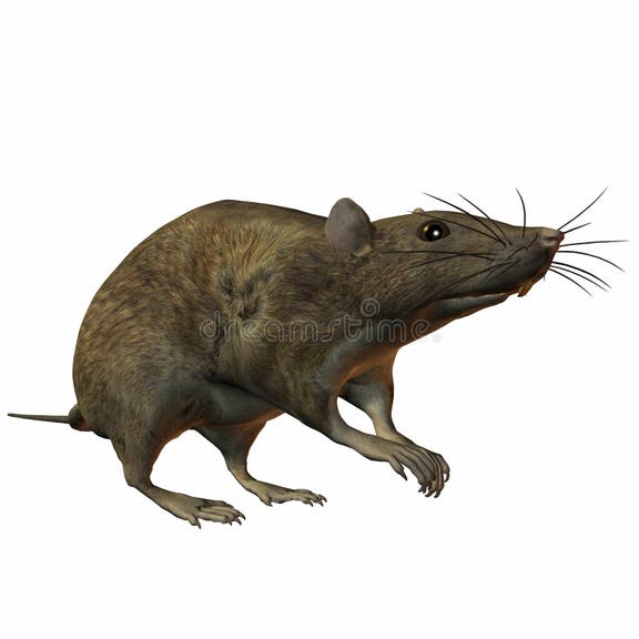 Rats Teeth Stock Illustrations – 104 Rats Teeth Stock Illustrations ...