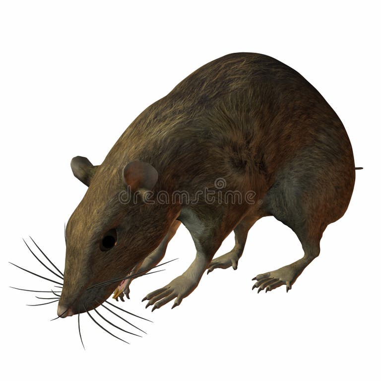 Rat Dead Stock Illustrations – 335 Rat Dead Stock Illustrations ...