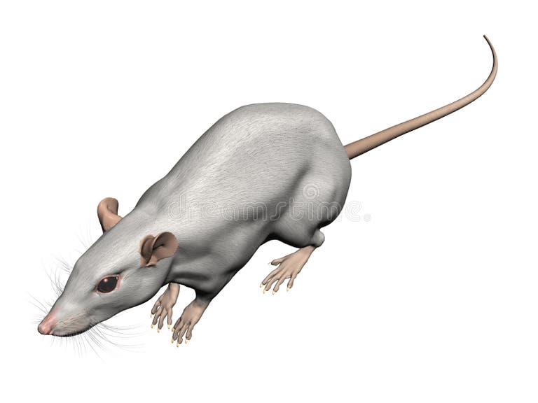 Laboratory Rat Stock Illustrations – 4,546 Laboratory Rat Stock ...