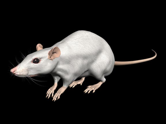 Rat Computer Mouse Stock Illustrations – 1,663 Rat Computer Mouse Stock ...