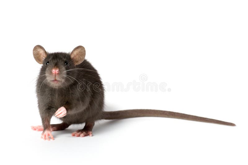 Rat washing stock image. Image of whisker, domestic, mammal - 4864485