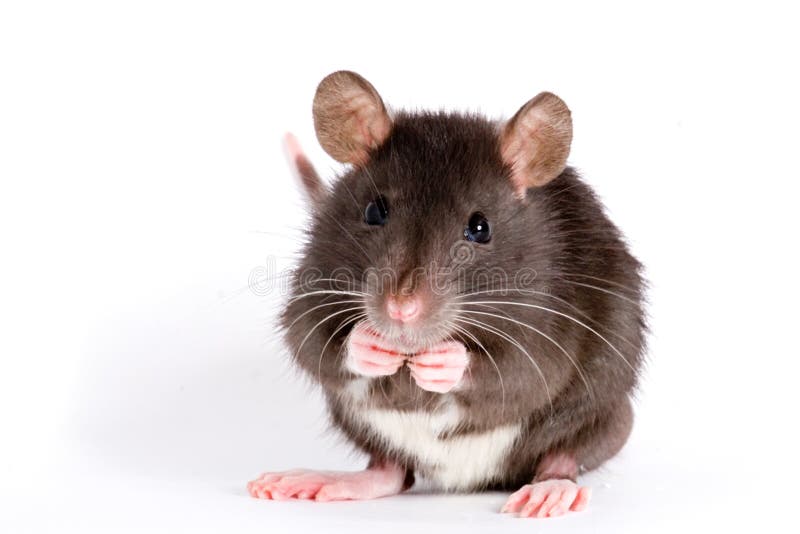Rat stock photo. Image of pets, animal, rodent, hair, white - 4115586