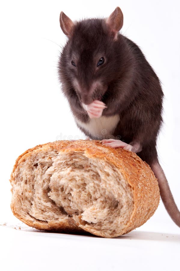 Rat stock photo. Image of pets, animal, rodent, hair, white - 4115586