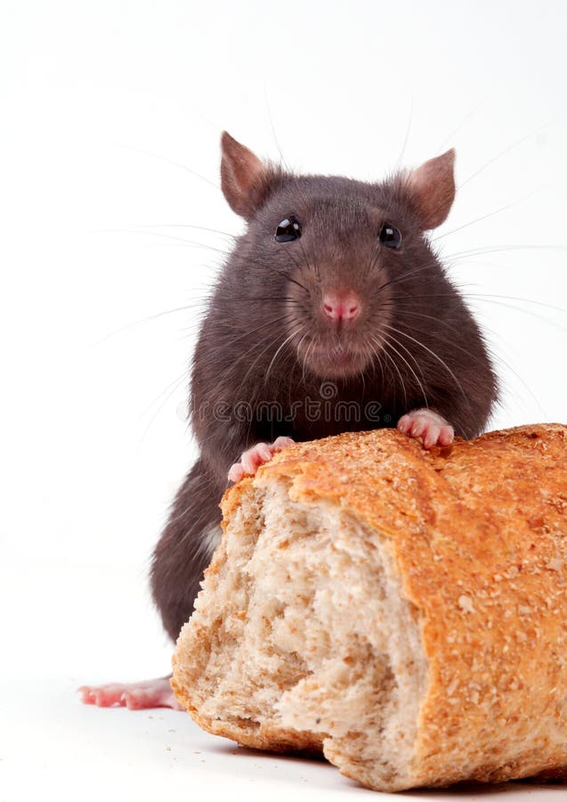 Smiling rat with bread stock photo. Image of bread, smile - 35825448