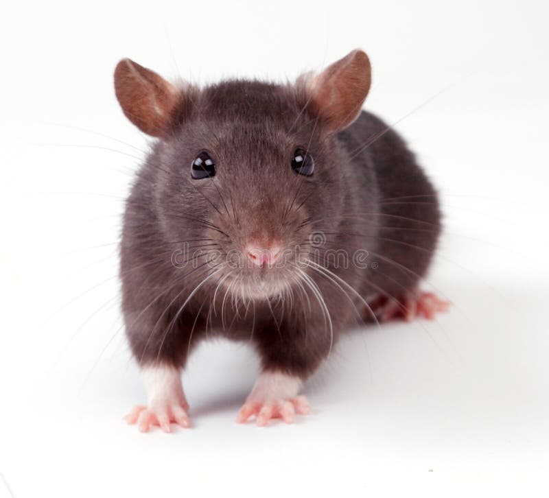 Rat Eating Cookies - Close-up Stock Image - Image of domestic, evil ...
