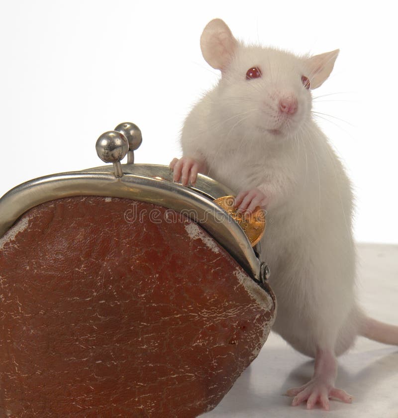 Musical Rats stock image. Image of duet, musician, mammal - 10559681