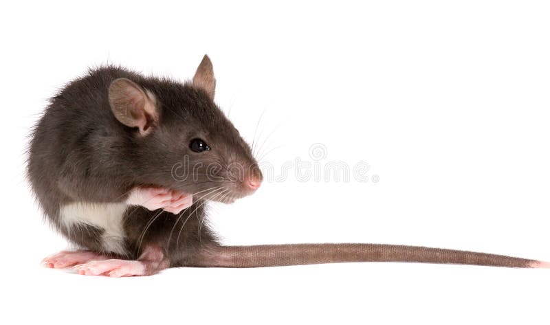 Rat washing stock image. Image of whisker, domestic, mammal - 4864485