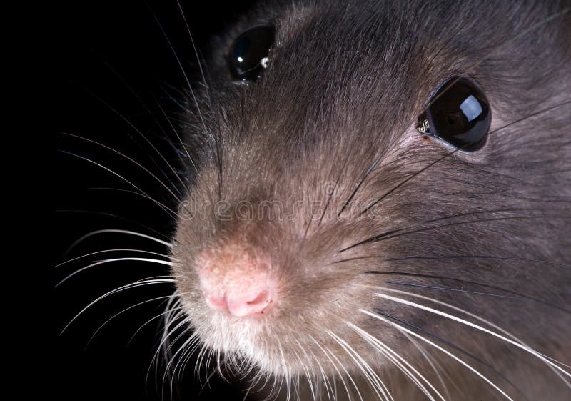 Rat muzzle stock image. Image of funny, face, japanese - 21764871