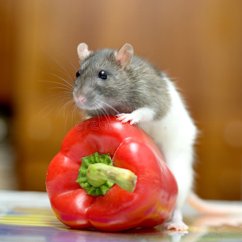 Rat and cherry tomatoes. stock image. Image of ripe, gourmet - 76667475