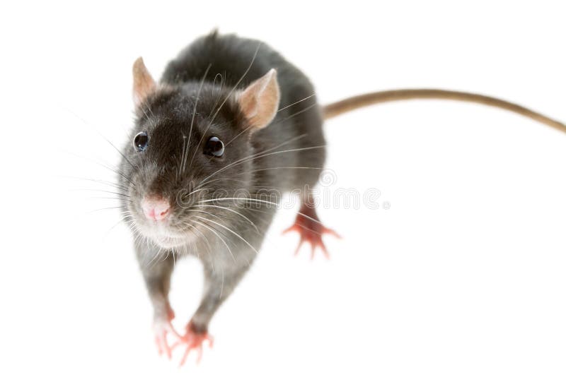 Two rats stock photo. Image of gray, animals, cute, mouse - 3551328