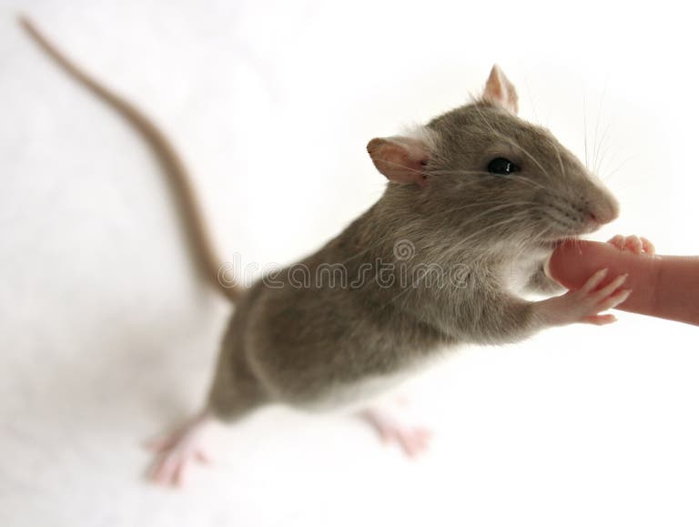2,087 Rat Bite Stock Photos - Free & Royalty-Free Stock Photos from ...