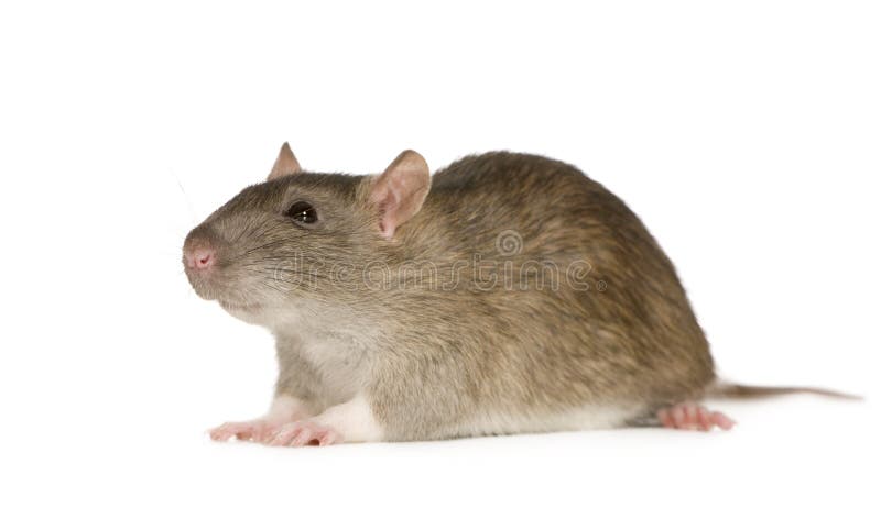 House Mouse Standing (Mus Musculus) Stock Photo - Image of small, house ...