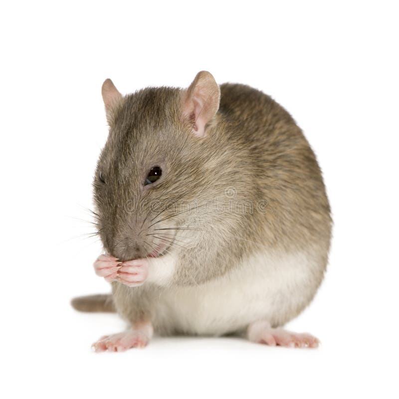 Rat stock photo. Image of rats, mouse, brown, looking - 25052116
