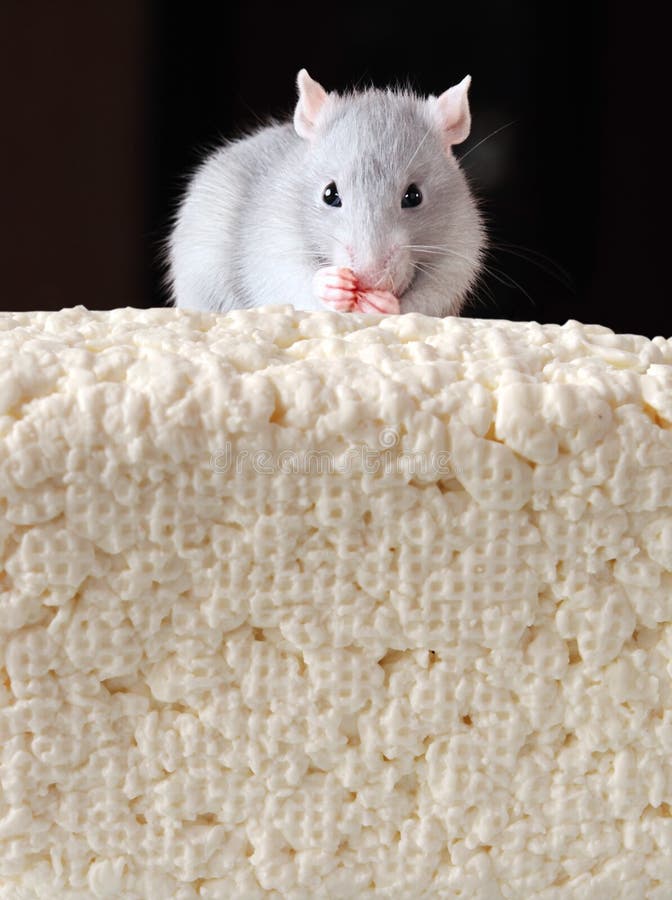 Funny Rat Balancing on Wooden Folding Screen Stock Photo - Image of ...